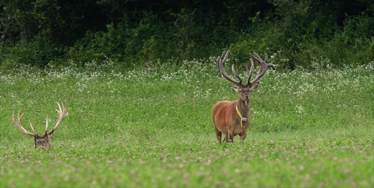 "Move or Not to Move" - Red Deer Stags Movement Activity during the Rut ...