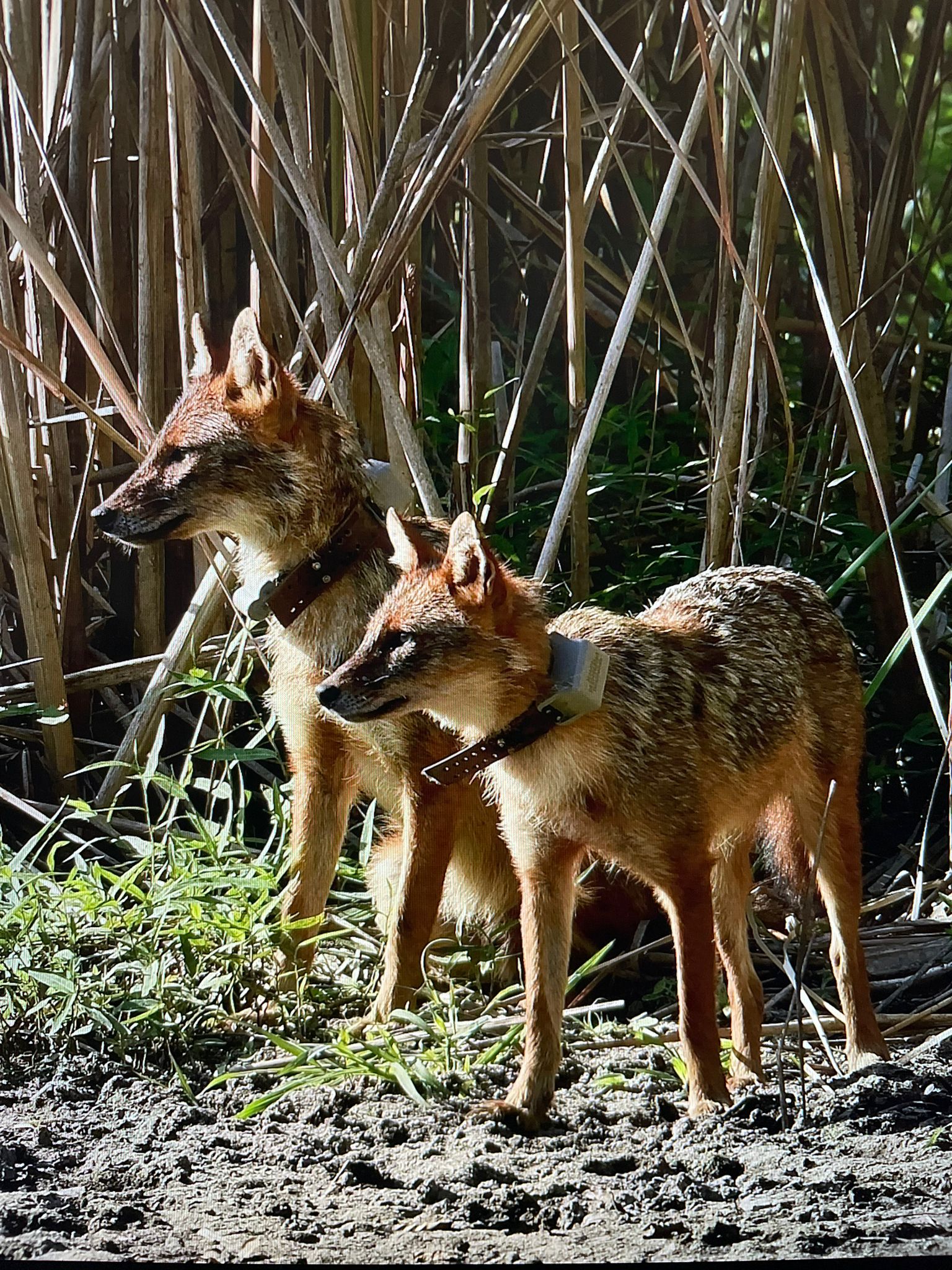 The first evidence of the monogamous golden jackal’s adaptive response ...